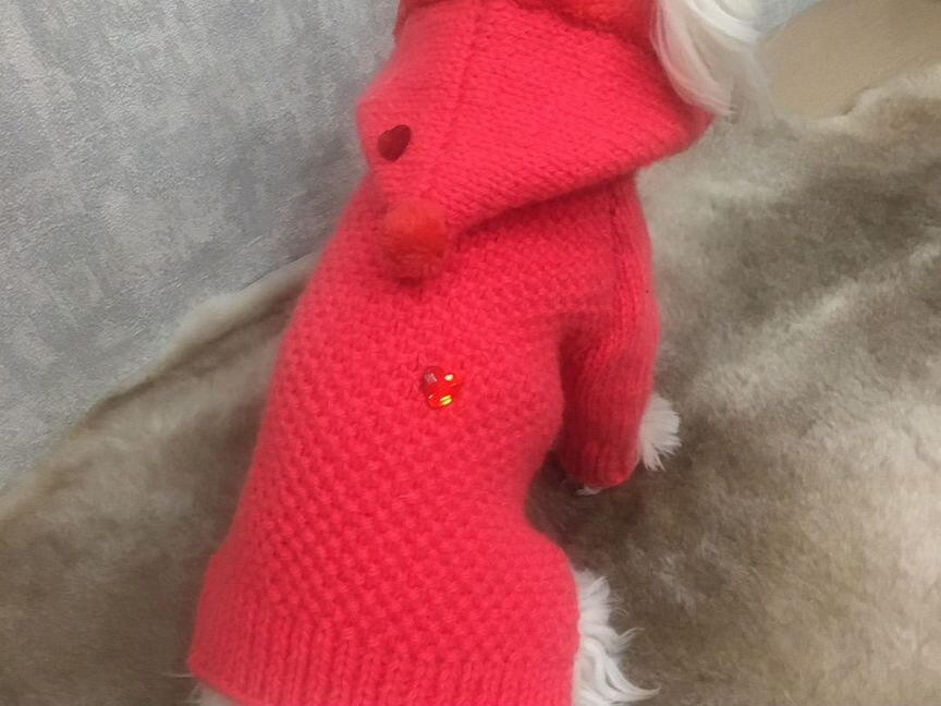 Одежда для собак