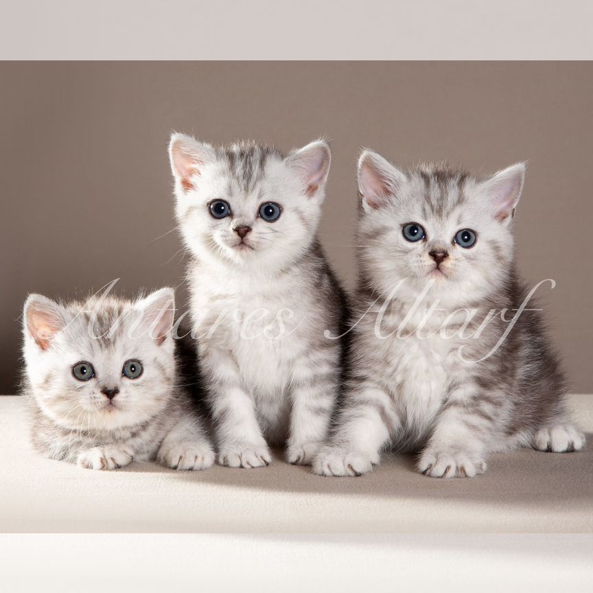 Шотландские котята Вискас