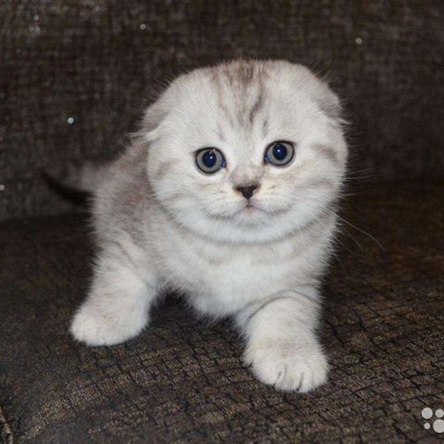 Вислоухие серебристые котята