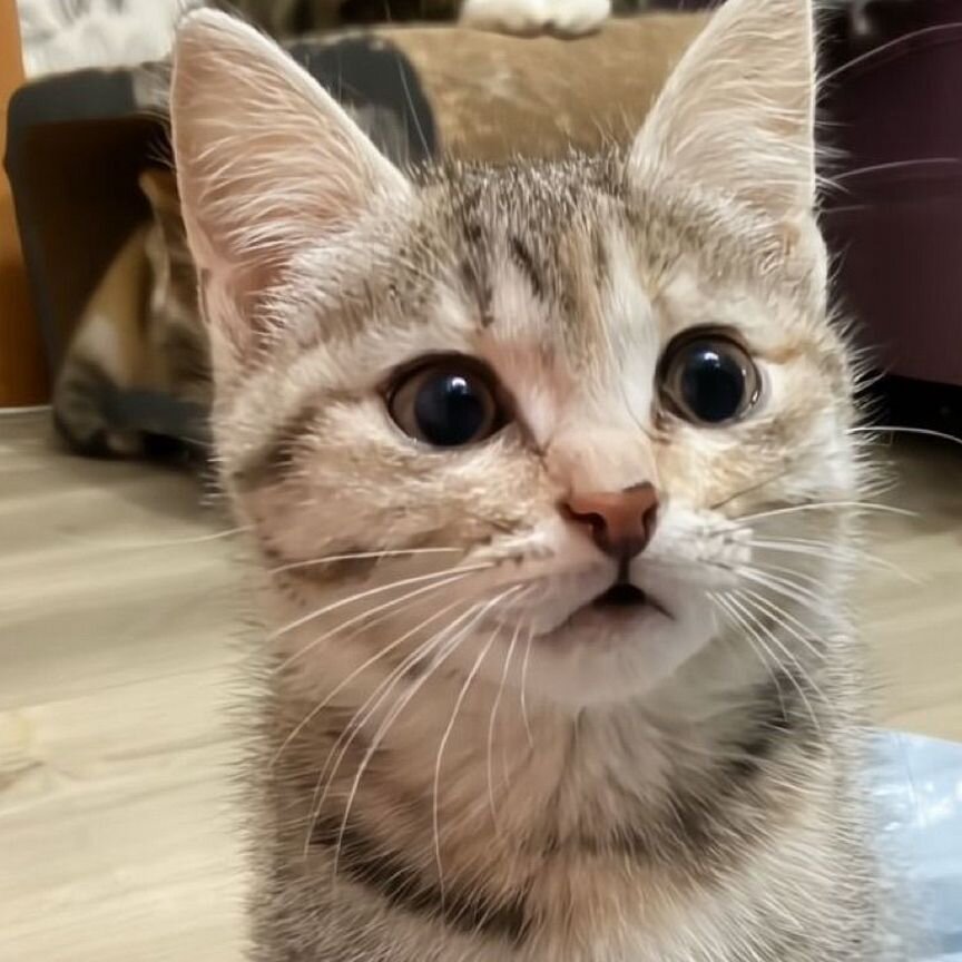 Котёнок в добрые руки