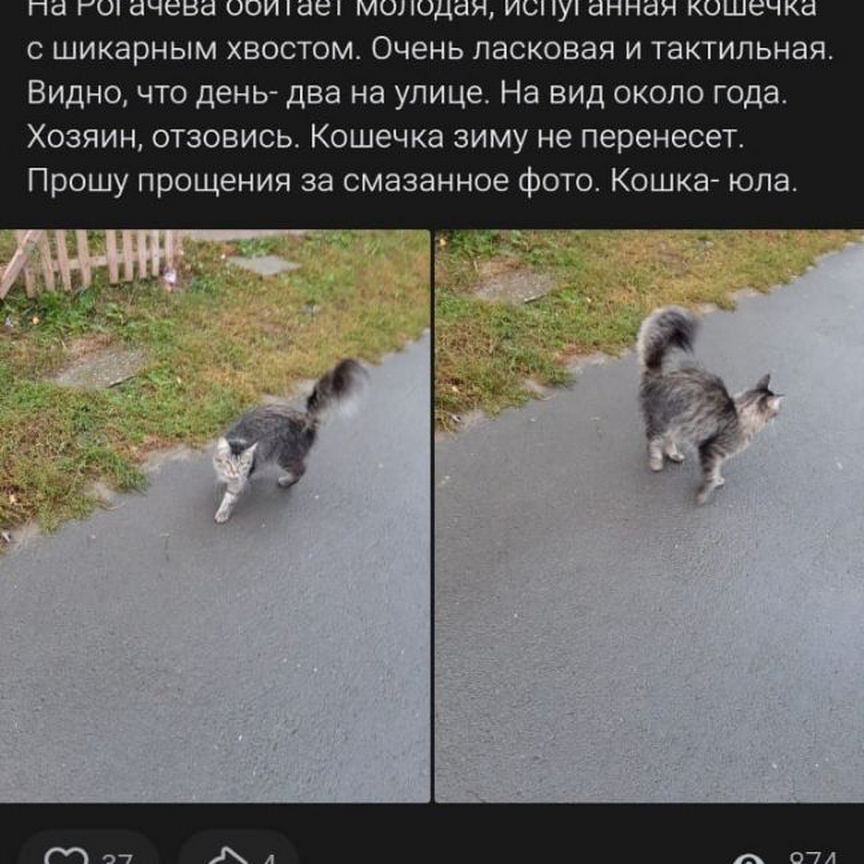 Потерялась кошка