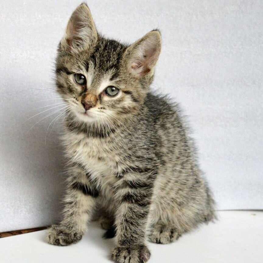 Европейская кошка