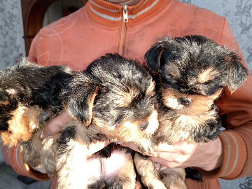 Йоркширский терьер щенки девочки