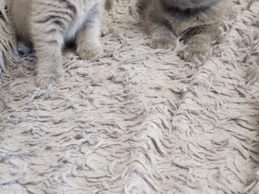 Британские котята короткошерстные