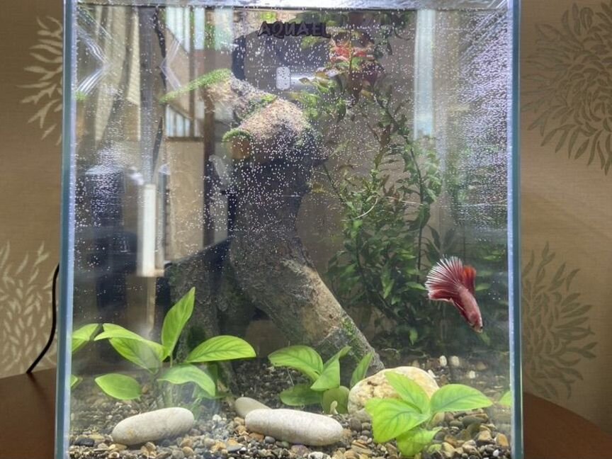 Аквариум aquael shrimp SET DAY & night