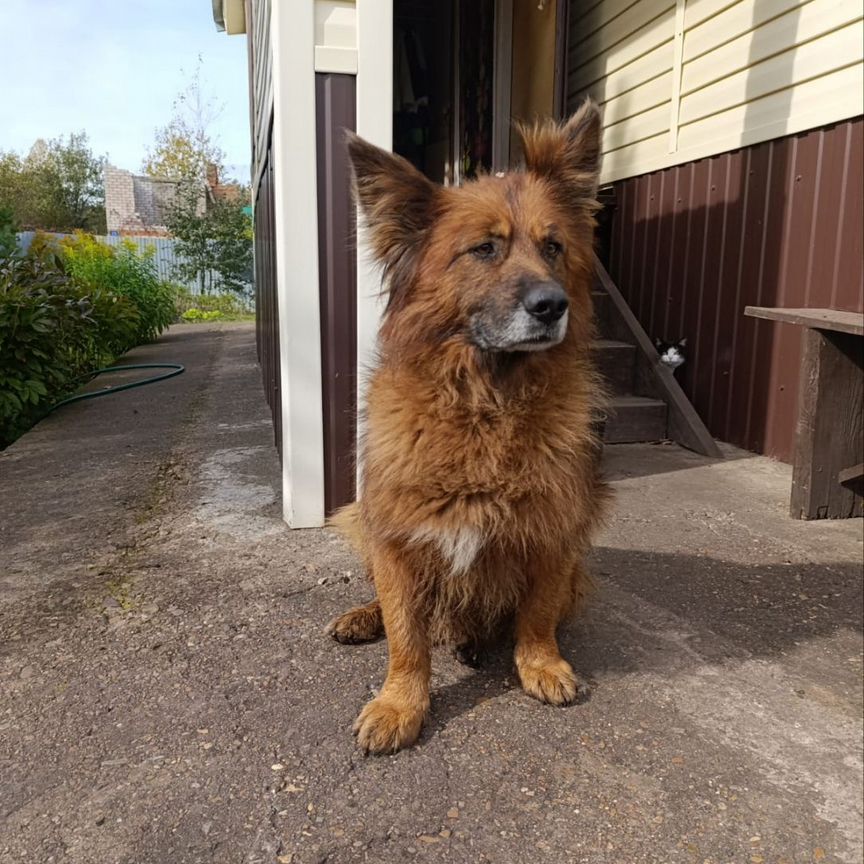 Собаки бесплатно в добрые руки