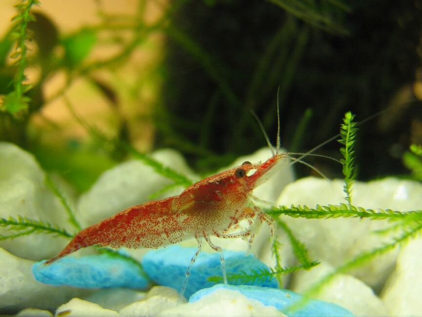 Креветки " Вишни"