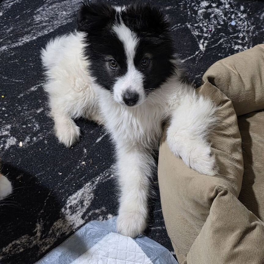 Якутская лайка, щенок