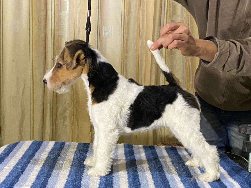 Щенки фокстерьера