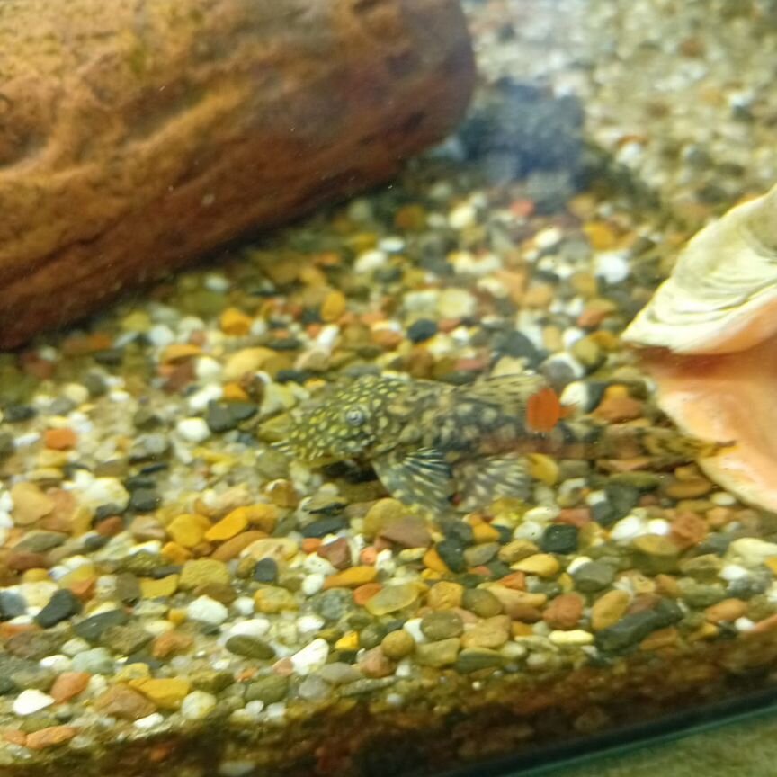 Анциструс и таракатум