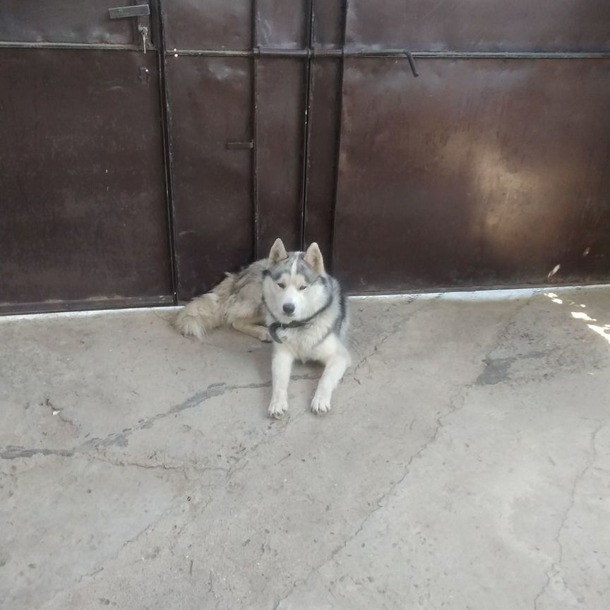 Отдам в добрые руки собаку породы хаски (маламут)