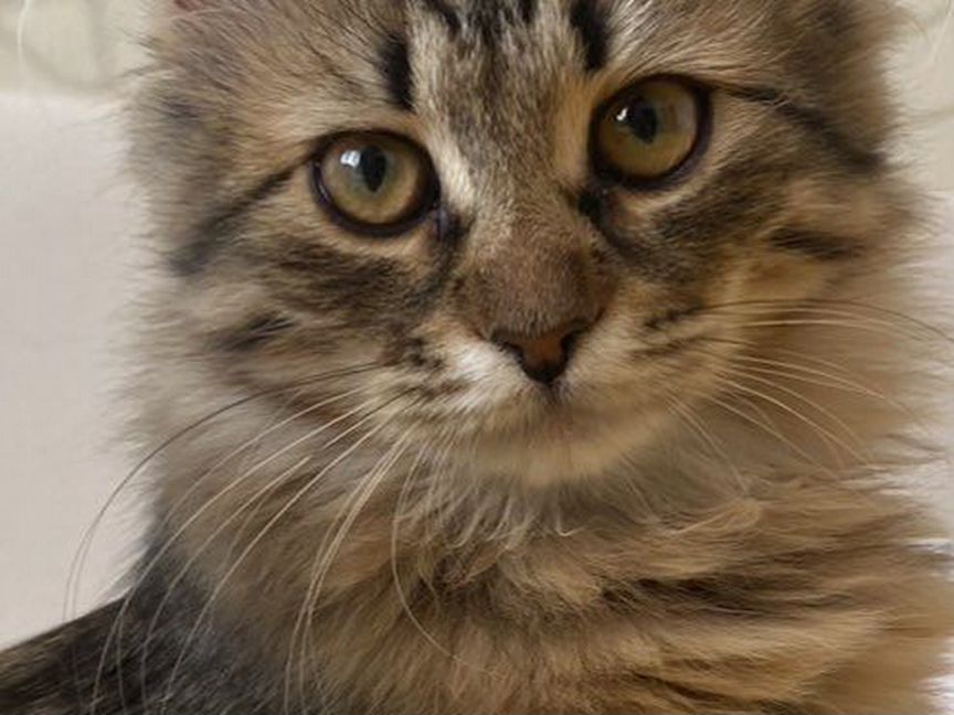 Сибирский котенок девочка