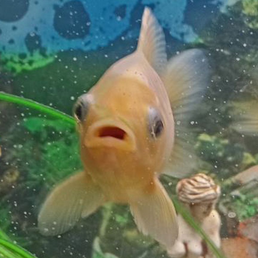 Аквариумные рыбки