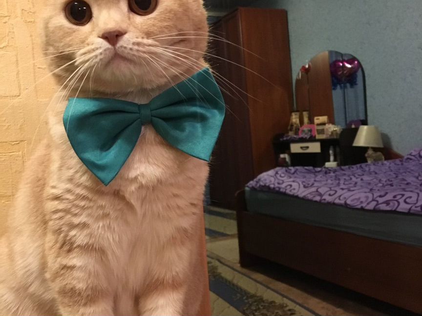 Бабочка галстук шлейка для кота