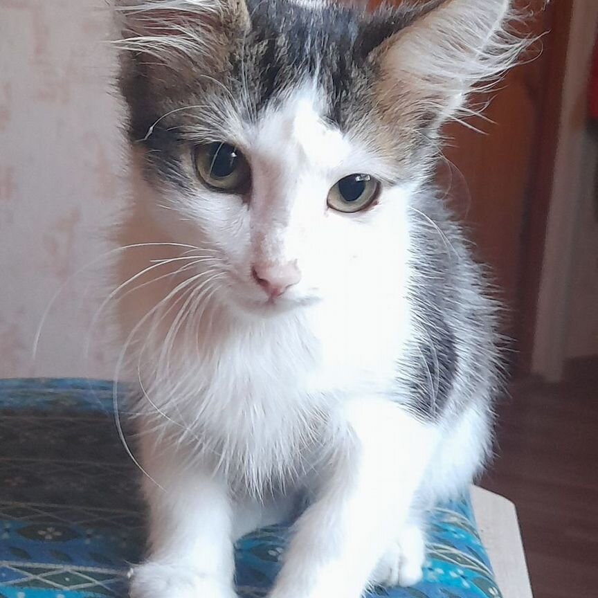 Котенок Пушок