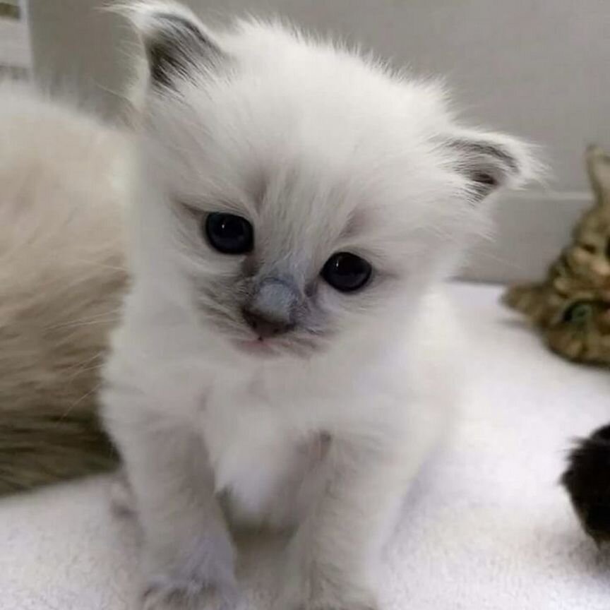 Продаю котёнка