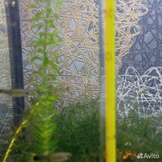 Мальки гуппи (красный дракон)