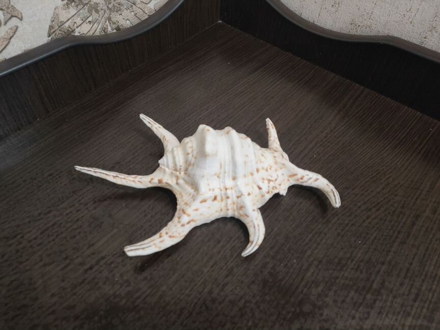 Ракушка
