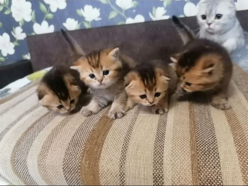 Продам шотландских котят