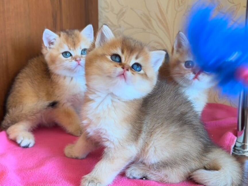 Британские котята золотая шиншилла