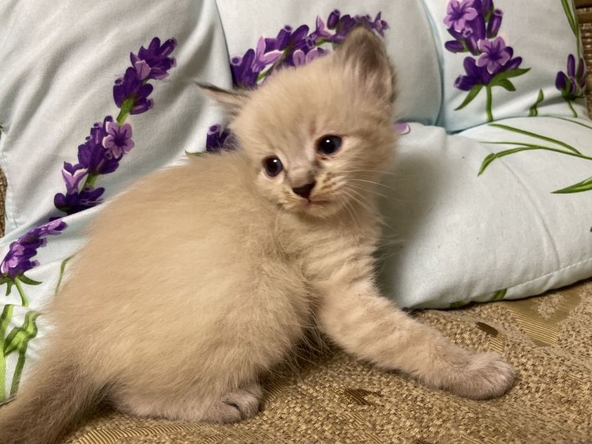 Тайские котята