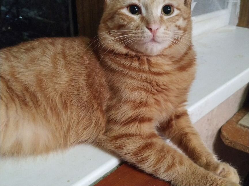 Котик Рыжик из приюта