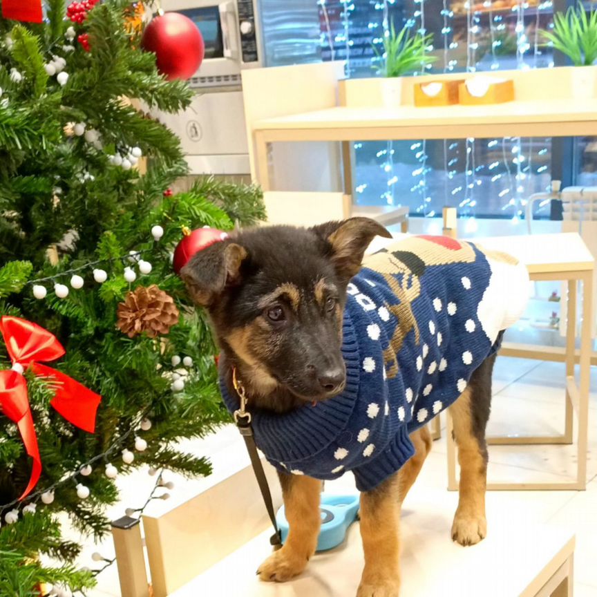 Щенок девочка в добрые руки