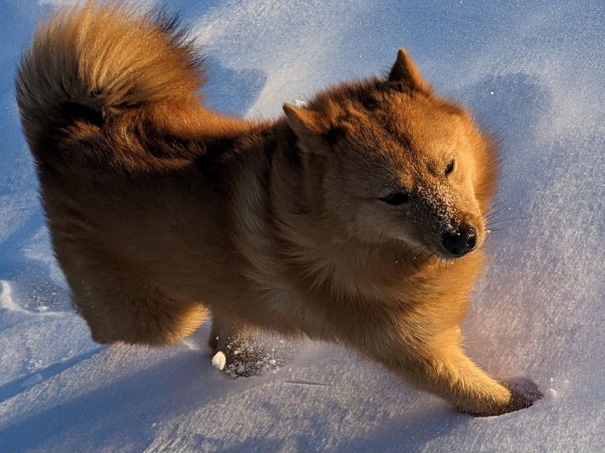 Лайка для вязки