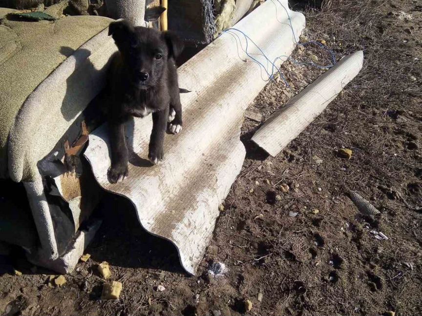 Щенок в добрые руки бесплатно