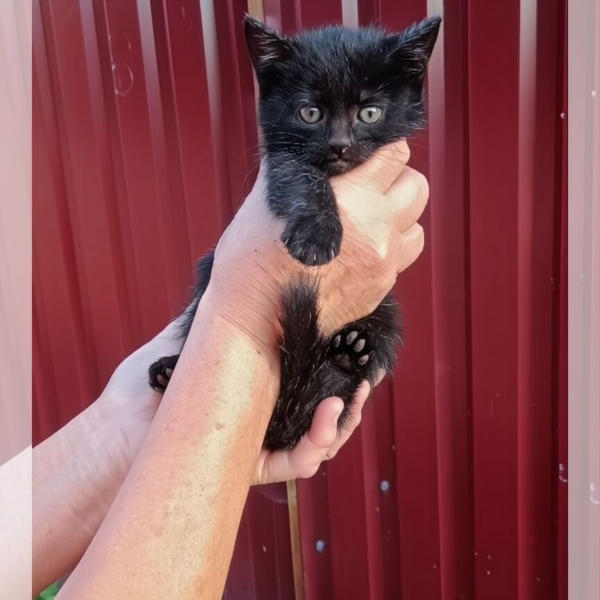 Котенок в добрые руки