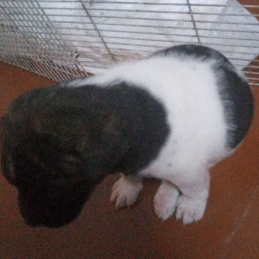 Французский бульдог, щенок