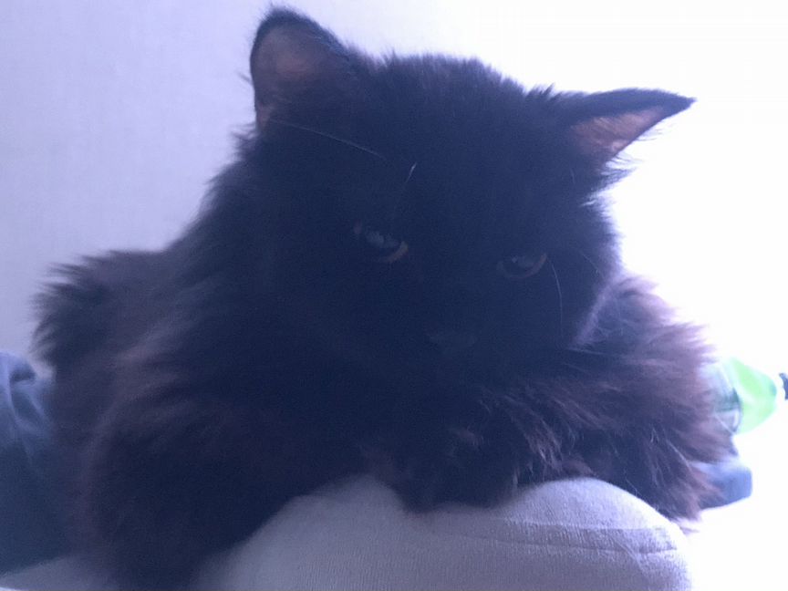 Самая милая в мире кошечка