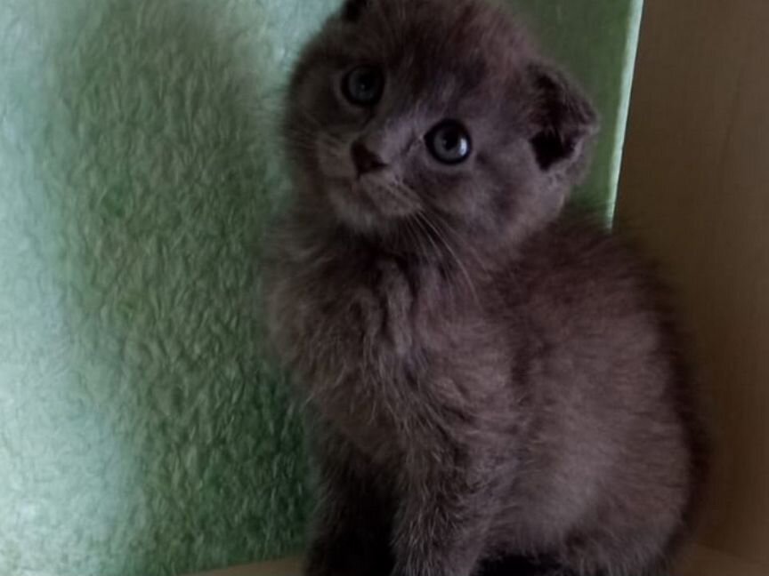 Шотландский вислоухий котёнок