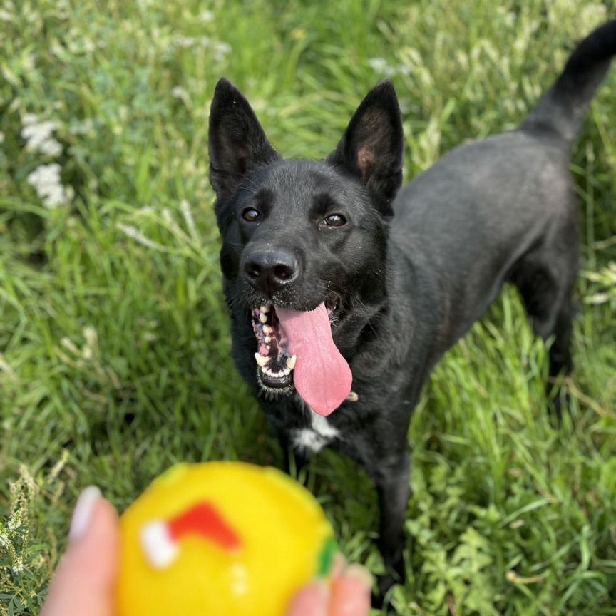 Собака улыбака