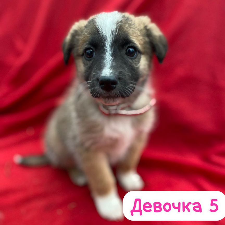 Щеночки куколки