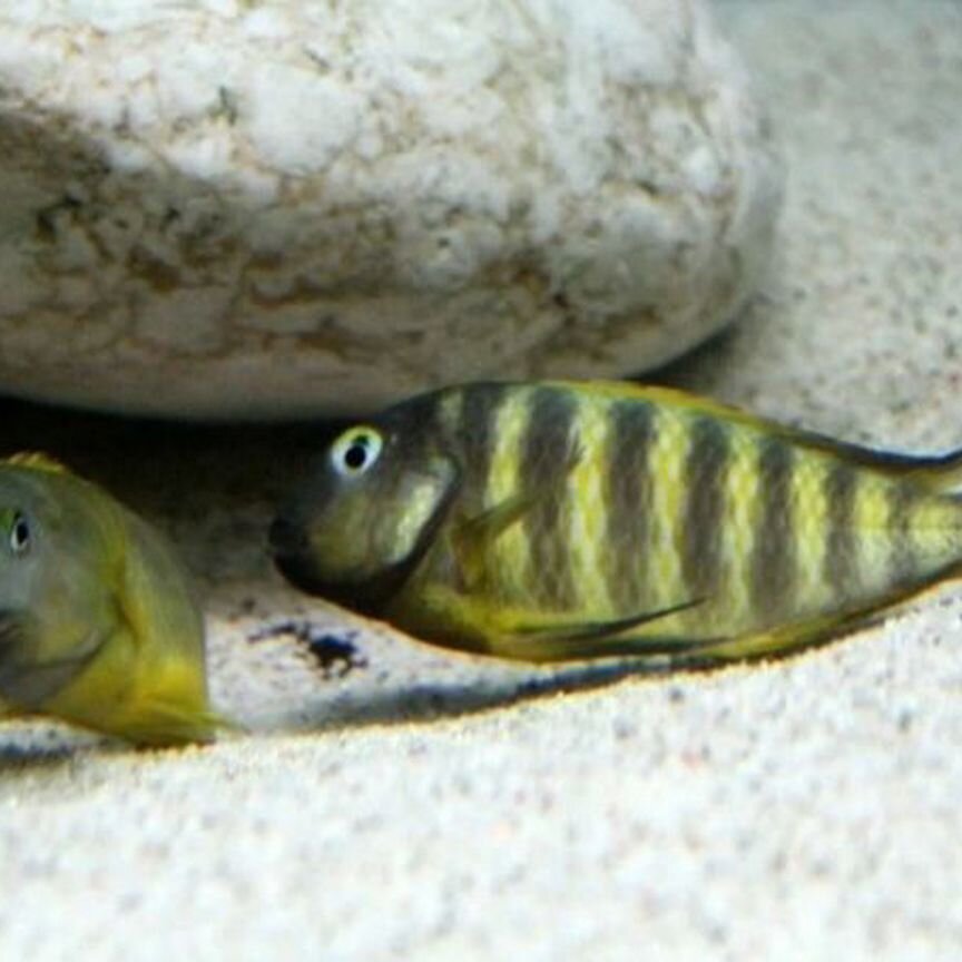 Трофеусы бришарди боломбора