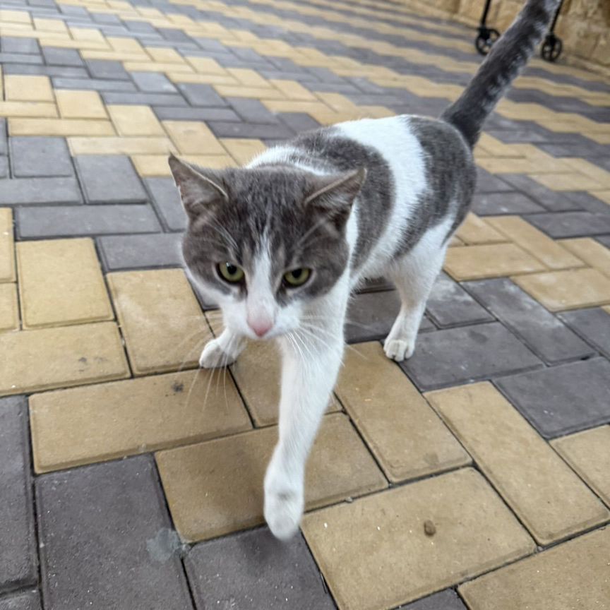 Отдам кота в добрые руки бесплатно