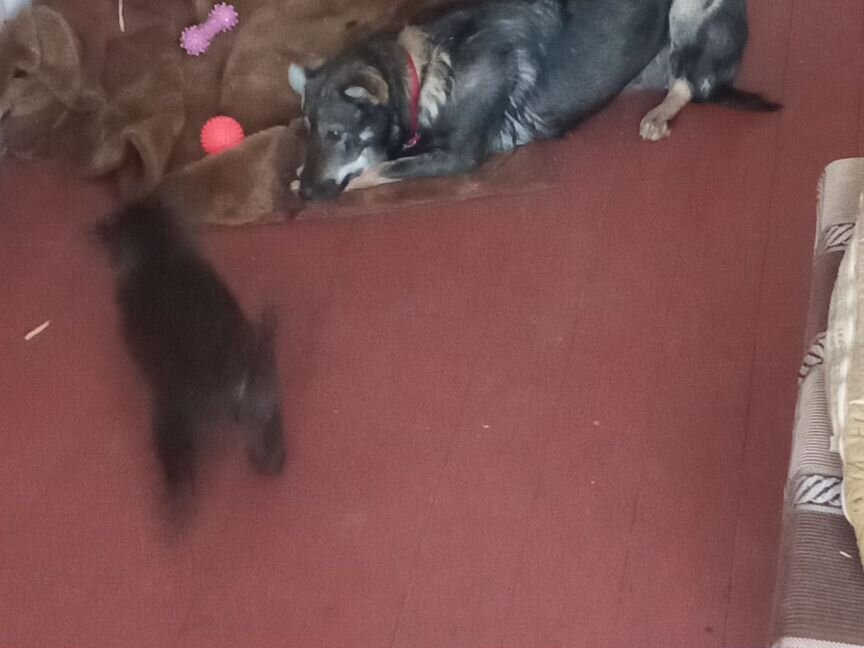 Отдам в хорошие руки собаку