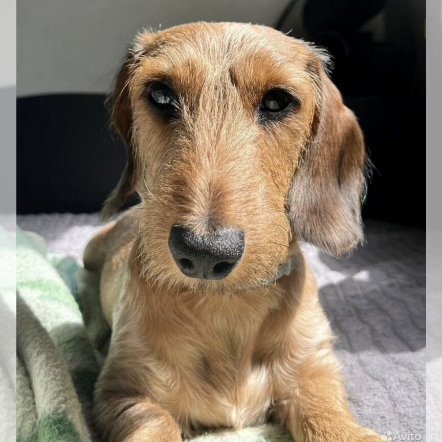 Кроличья такса, взрослый пёс