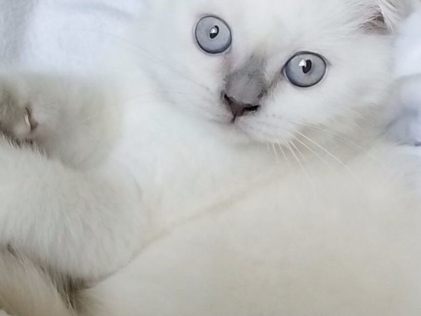 Шотландские котята