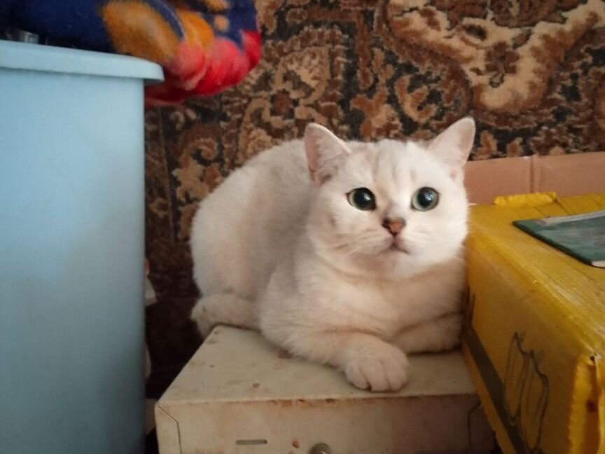 Плюшки серебрушки