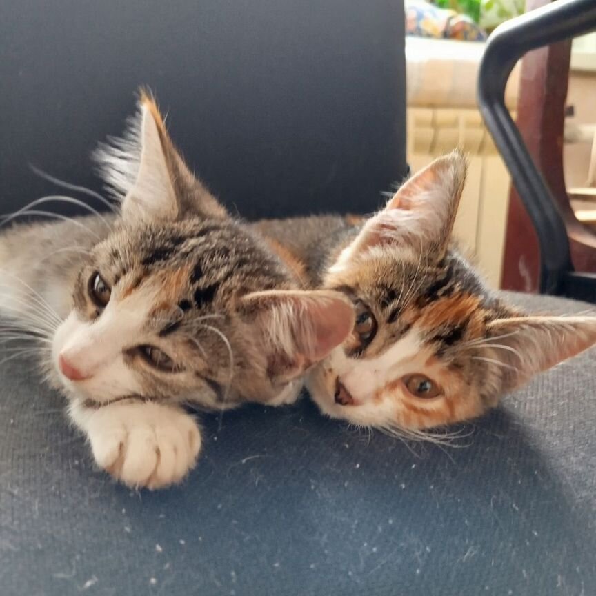 Необычного окраса кошечки