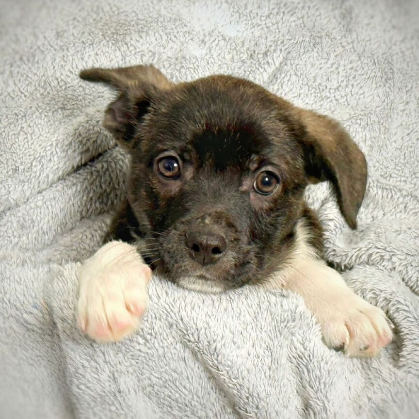 Американский стаффордширский терьер, щенок