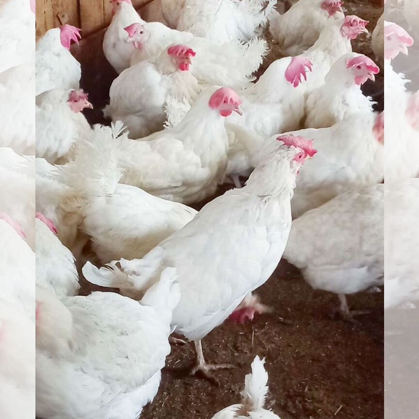 Куры несушки