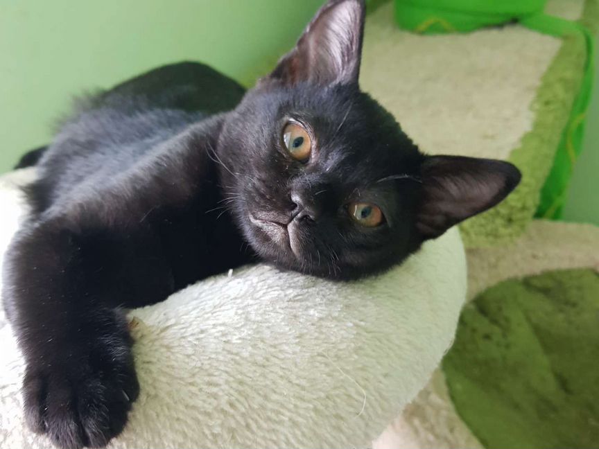 Бомбическая кошечка