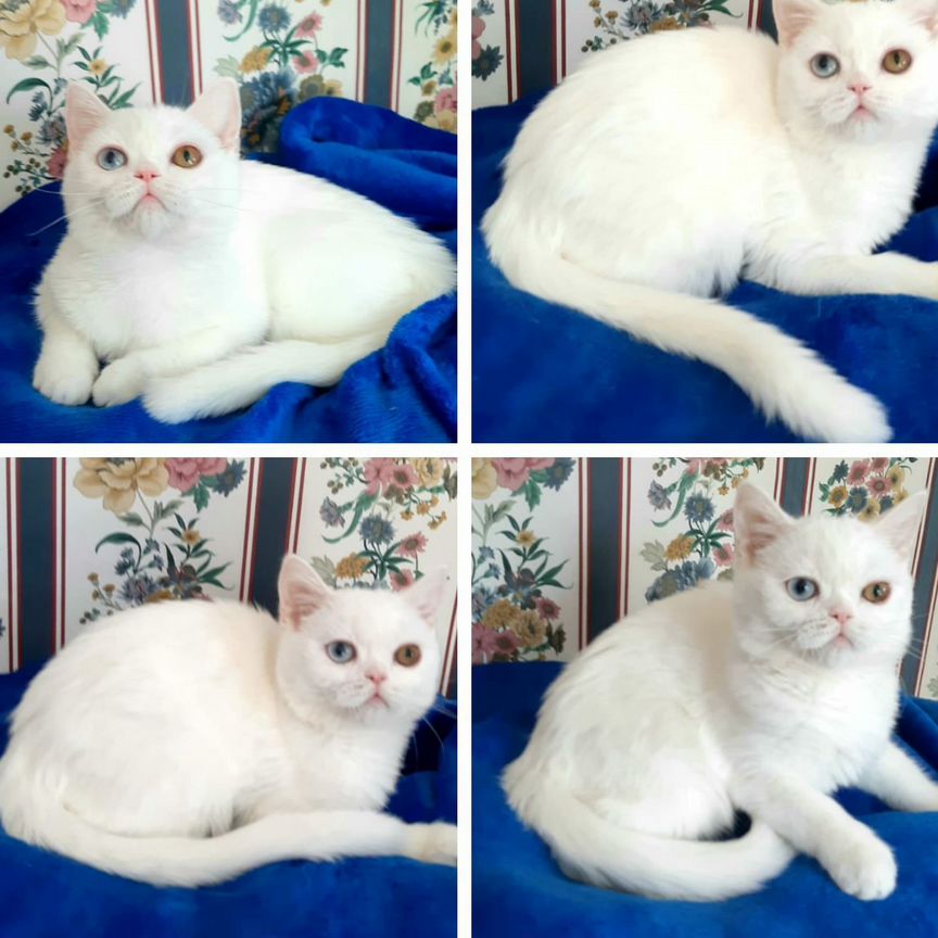 Шотландская малышка