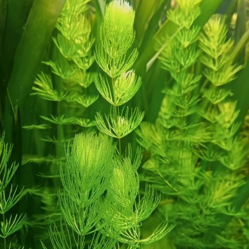 Роголистник