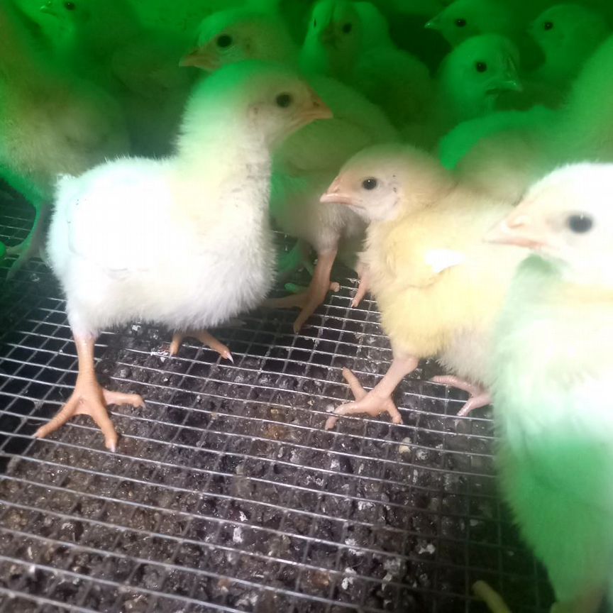Цыплята бройлеры
