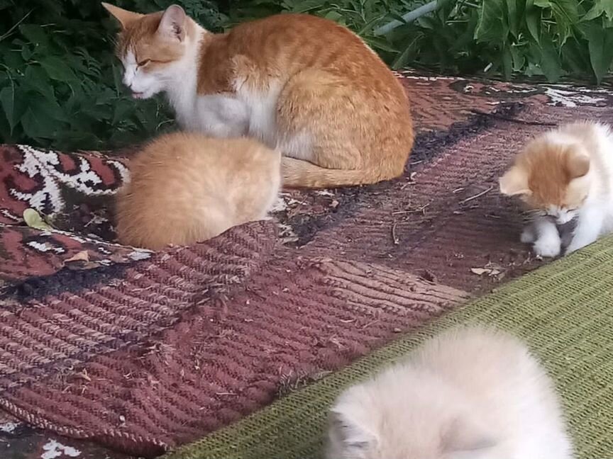 Котята в добрые руки даром