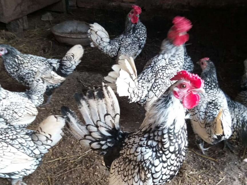 Продаются куры породы сибрайт